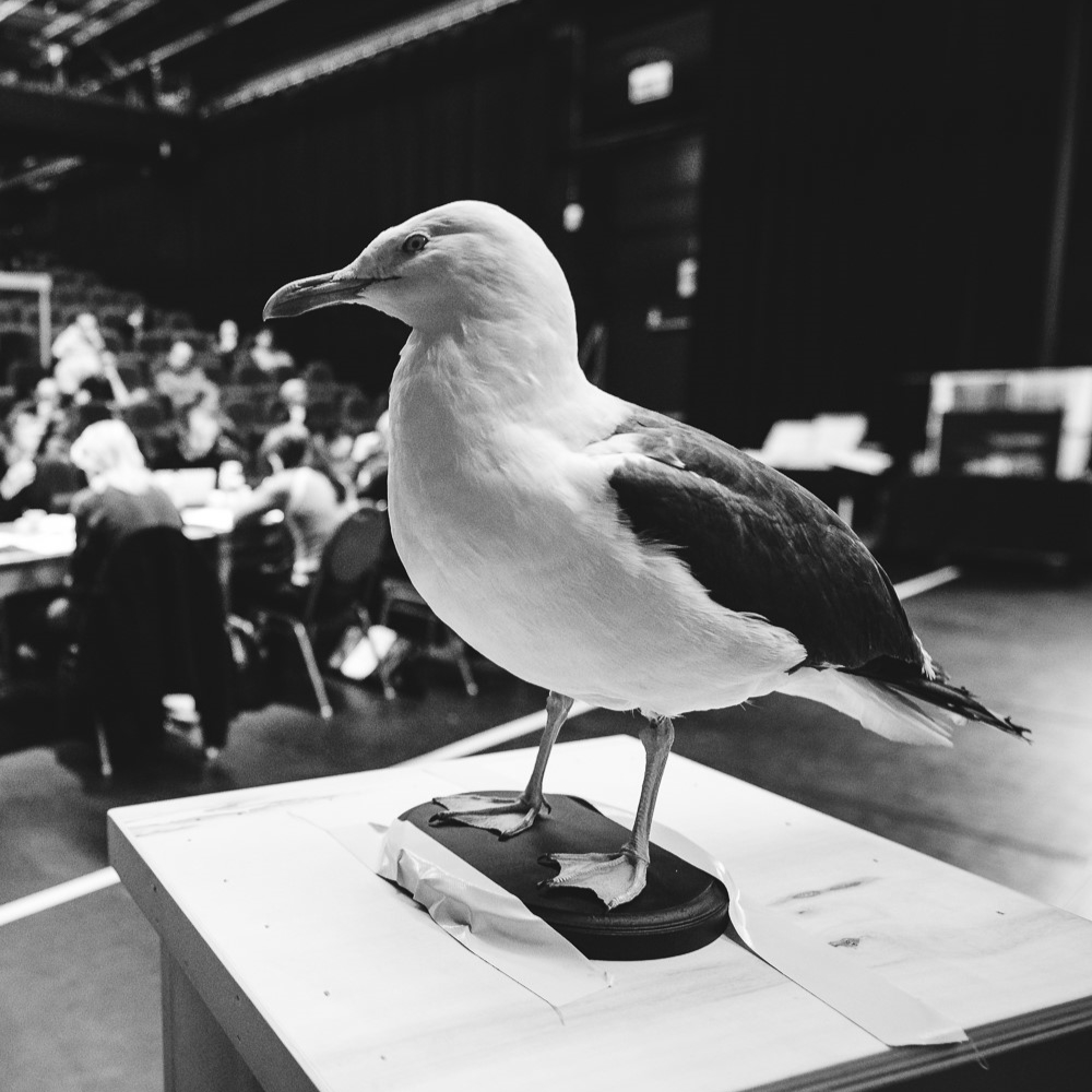 Een meeuw / Toneelgroep Maastricht – Emma Buysse